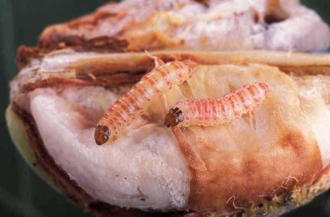 Pink Bollworm No Longer An Economic Threat - Cotton Farming