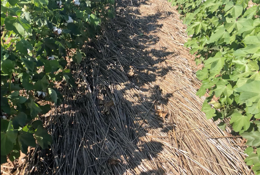Cover crops in semi-arid cotton systems: Where do I begin? - Cotton Farming