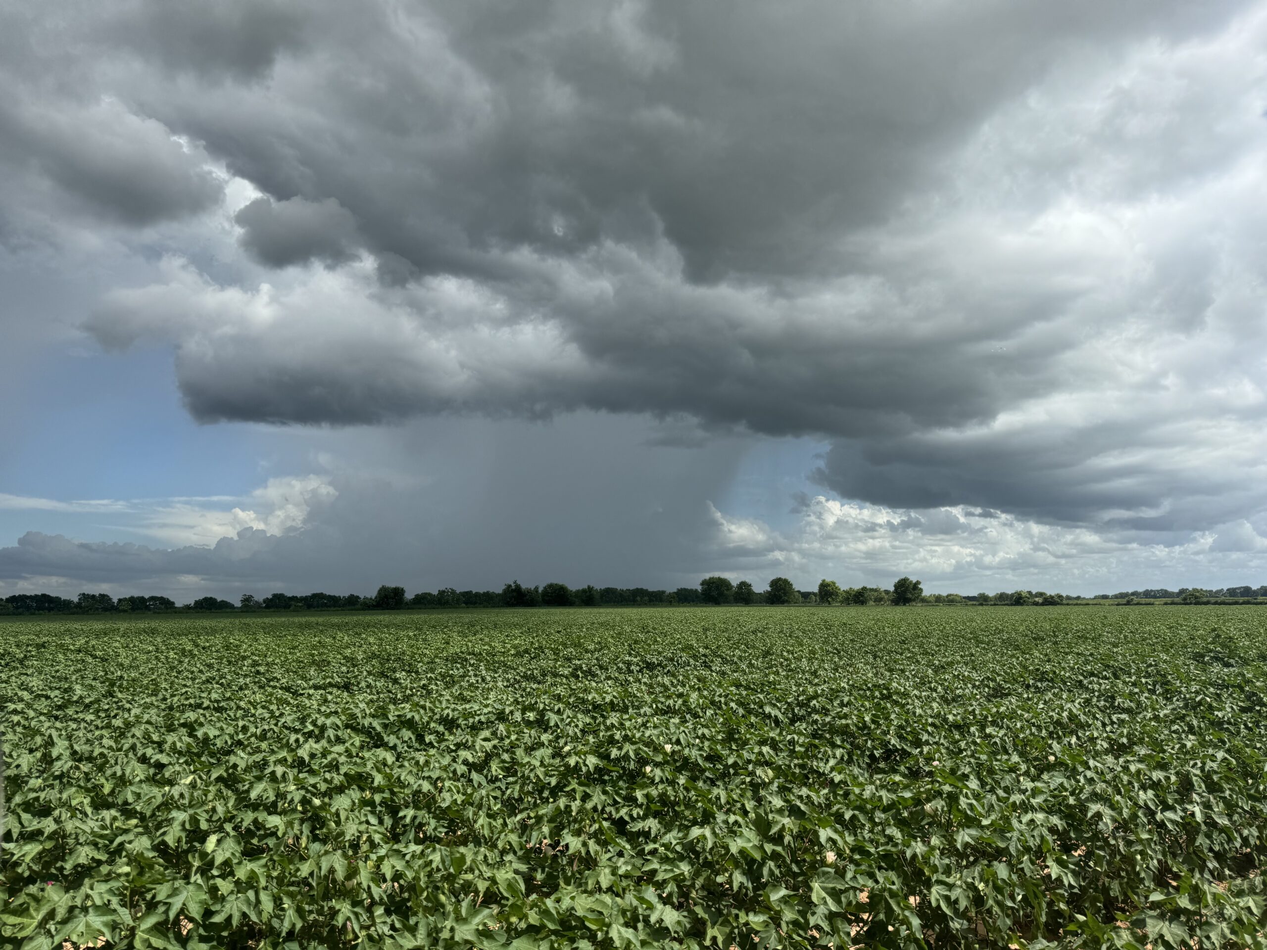 On-Farm Water Capture And Reuse - Cotton Farming